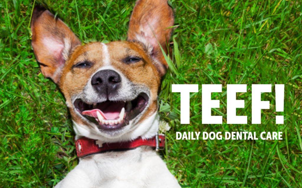 TEEF Powdered Dental Water Additive for Cats & Dogs - Vetsfirstchoice AU